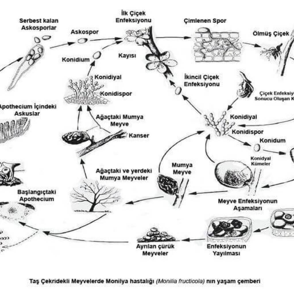 life-cycle - Bitki Koruma