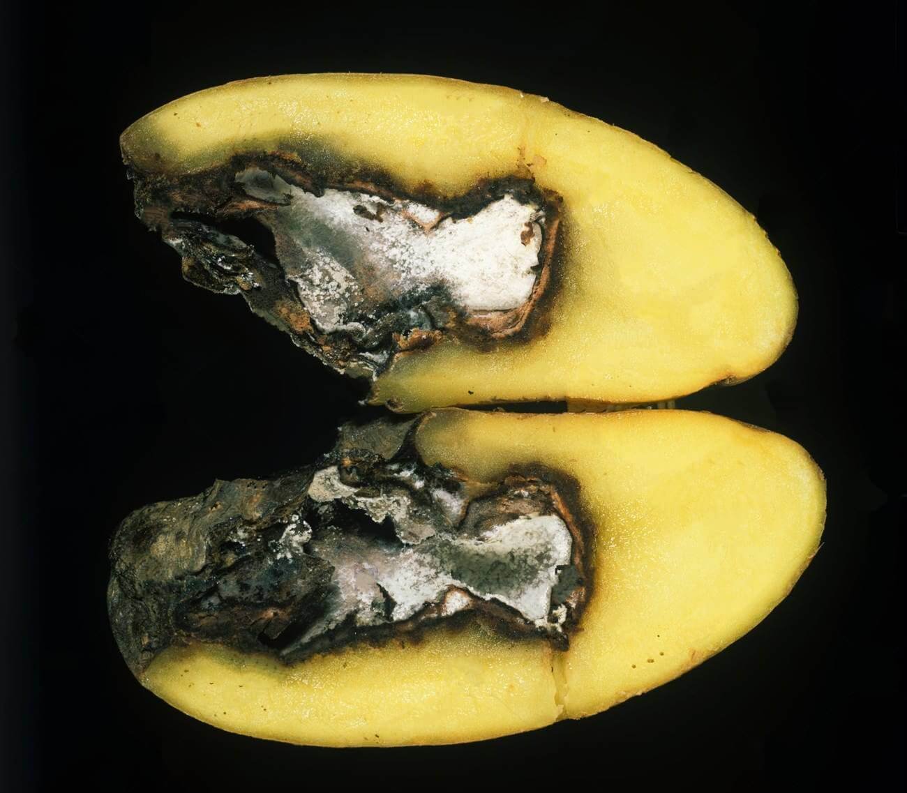 Patateste Depolama Döneminde Görülen Fungal Yumru Hastalıkları - Bitki ...